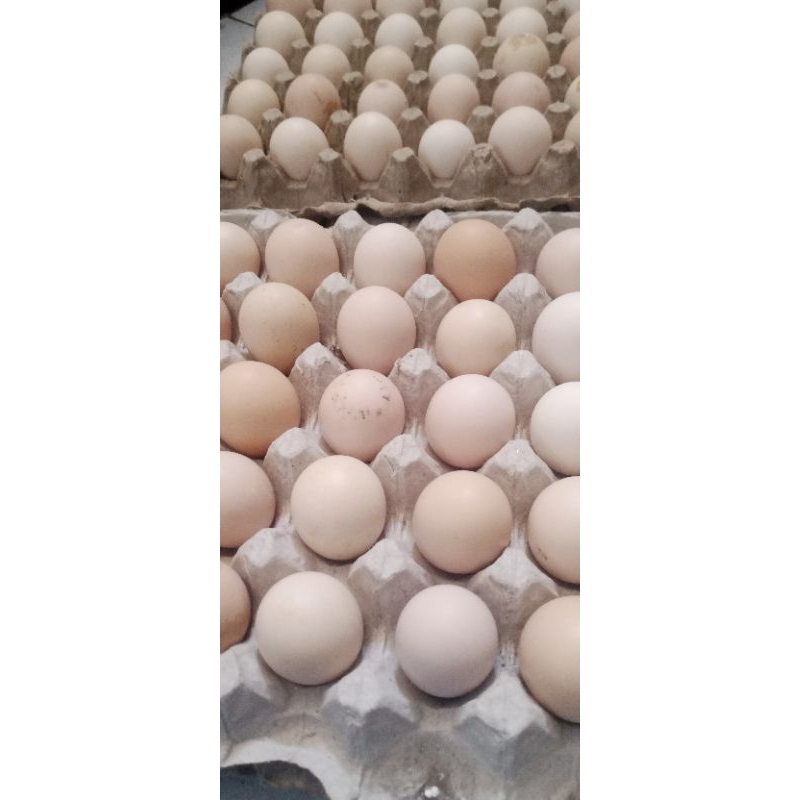 Jual telur tetas 10 butir ayam dwiguna (petelur dan pedaging) kubF2 x ...