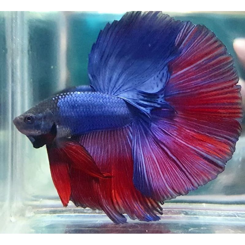 Jual Ikan Cupang HM Rosetail Warna Red Blue Kombinasi Ukuran L+ Murah ...