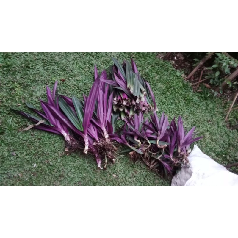 Jual Daun Adam hawa/borneo ( nanas kerang) | Shopee Indonesia