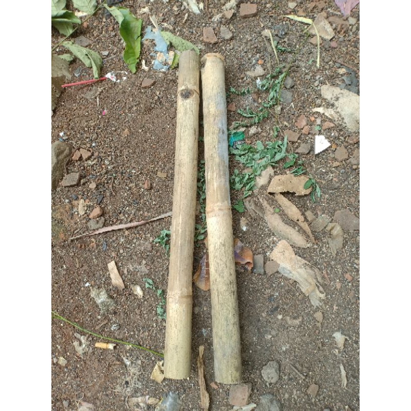 Jual Bambu bulat panjang 60 cm | Shopee Indonesia