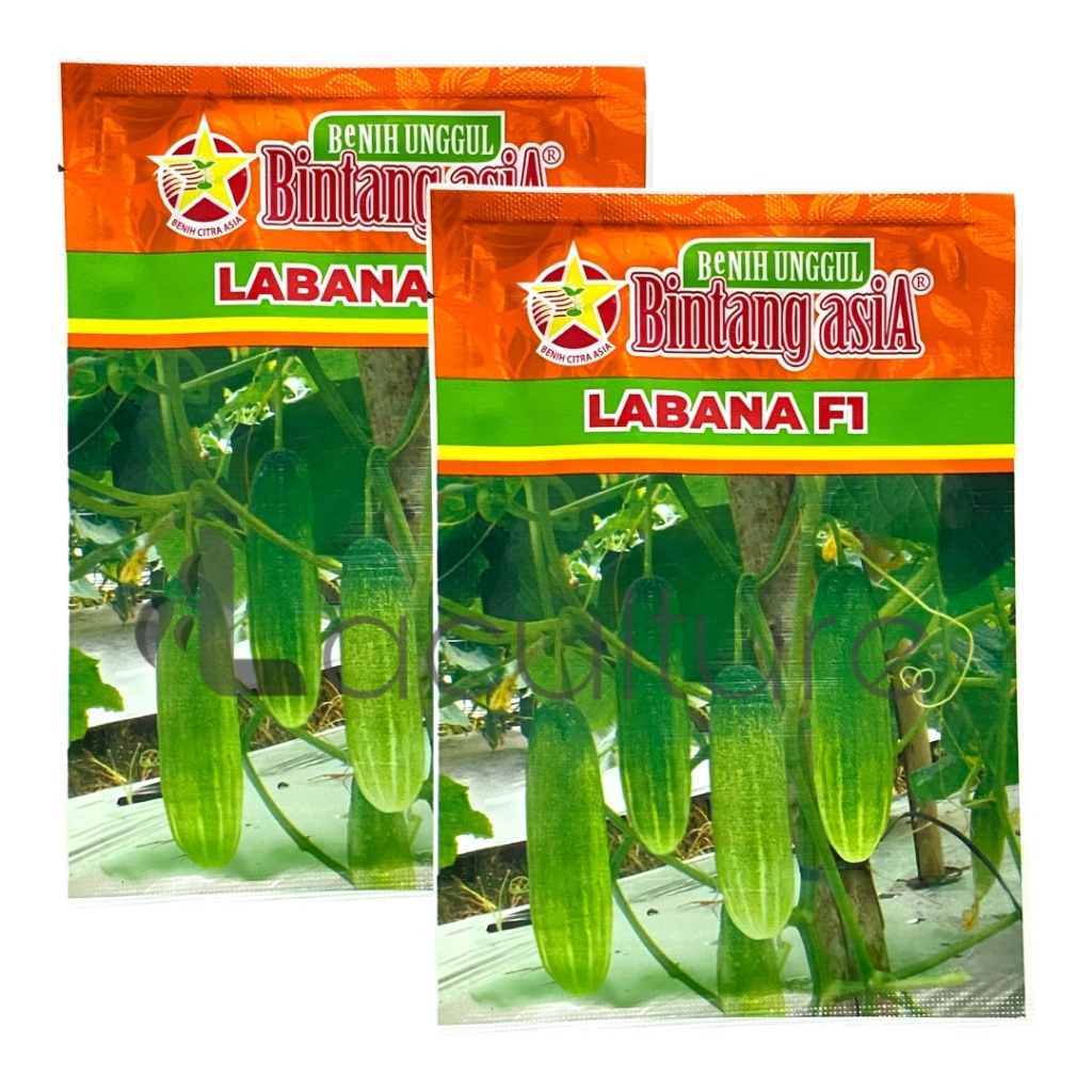Jual Benih Timun Mentimun LABANA F1 Isi 20 gram Benih Bintang Asia ...