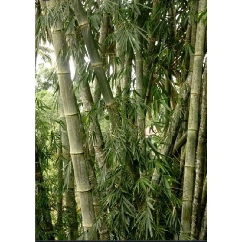 Jual BIBIT BAMBU PETUNG / BIBIT BAMBU BETUNG RAKSASA / BENIH BAMBU ...