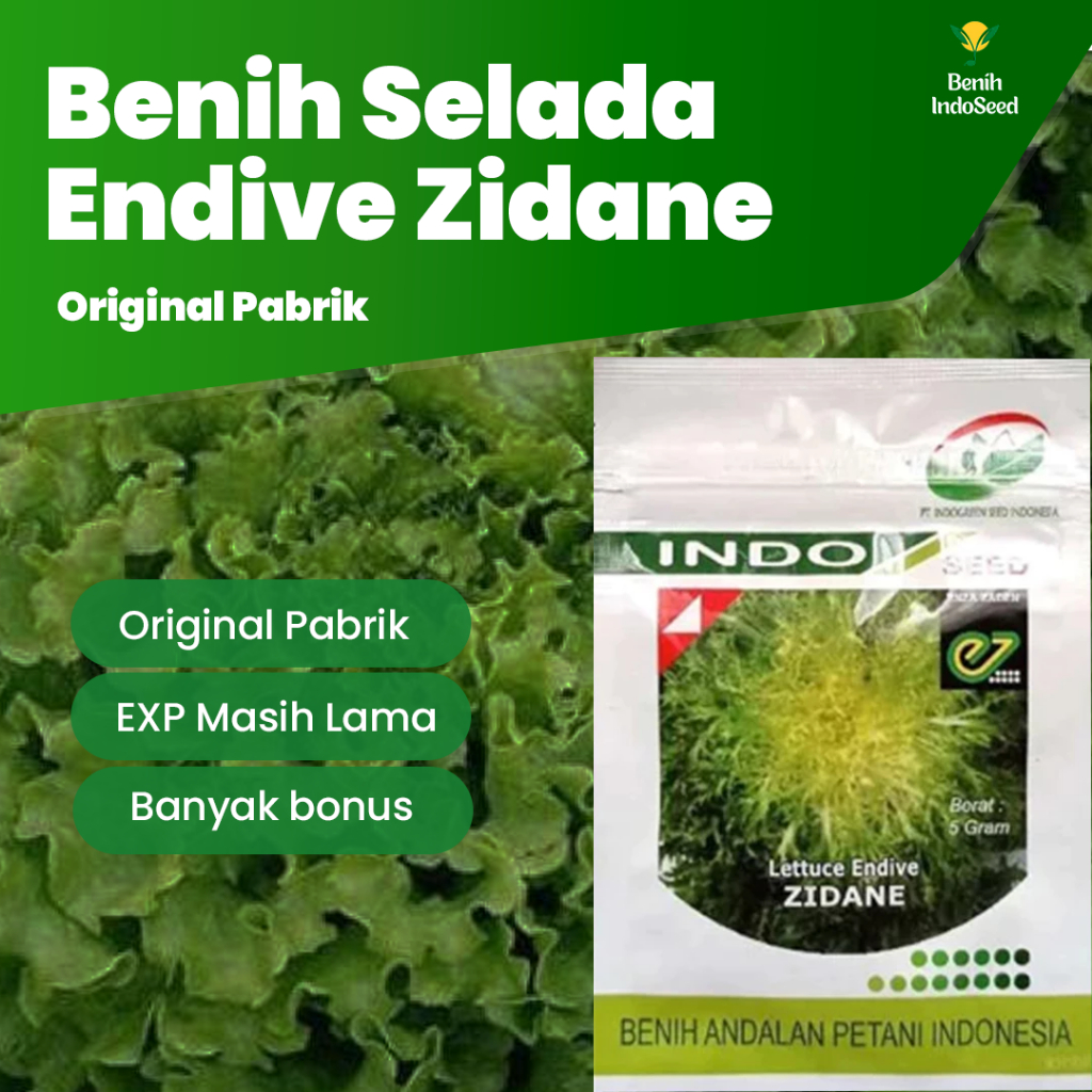 Jual Benih Selada Endive Zidane 1 Gram Original Pabrik | Shopee Indonesia