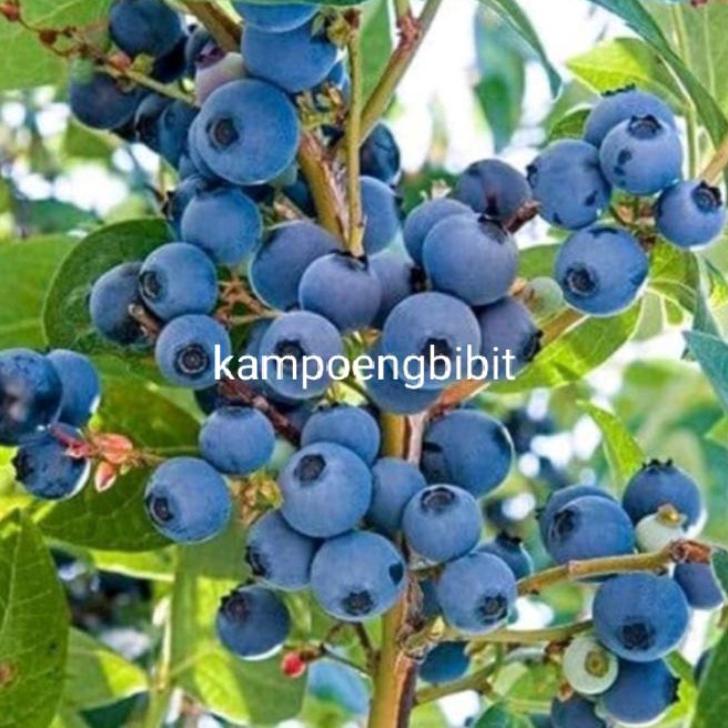 Jual Extra bibit tanaman buah blueberry Jan fruit | Shopee Indonesia