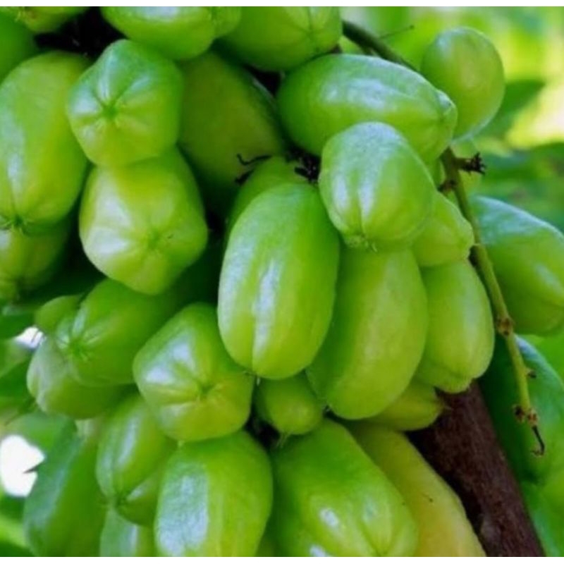 Jual Belimbing Wuluh Bogor - 1Kg Fresh | Shopee Indonesia