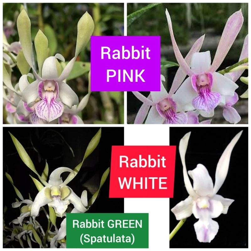 Jual Anggrek Koleksi Dendrobium RABBIT WHITE/ALBA sinonim Dendrobium ...