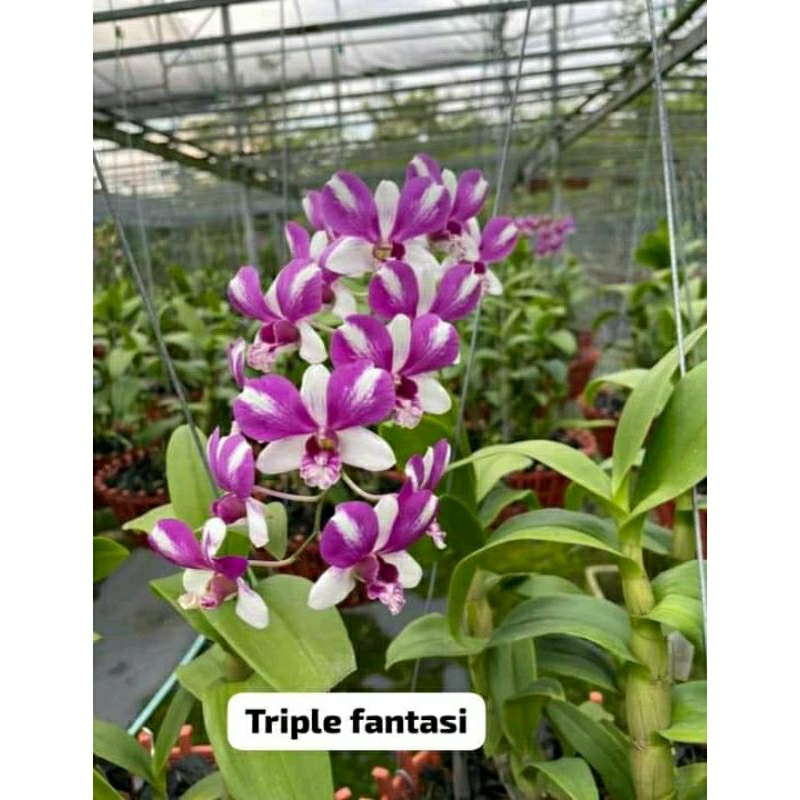 Jual anggrek triple pantasi dewasa spike- angrek pink strip putih ...