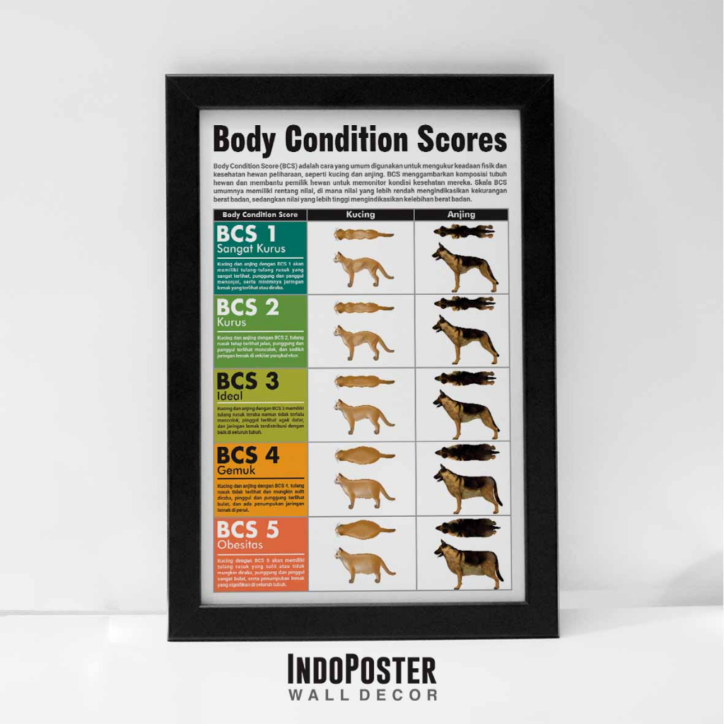 Jual Poster Pet Shop Klinik Dokter Hewan Tingkat Kegemukan Body Condition Score BCS Kucing ...