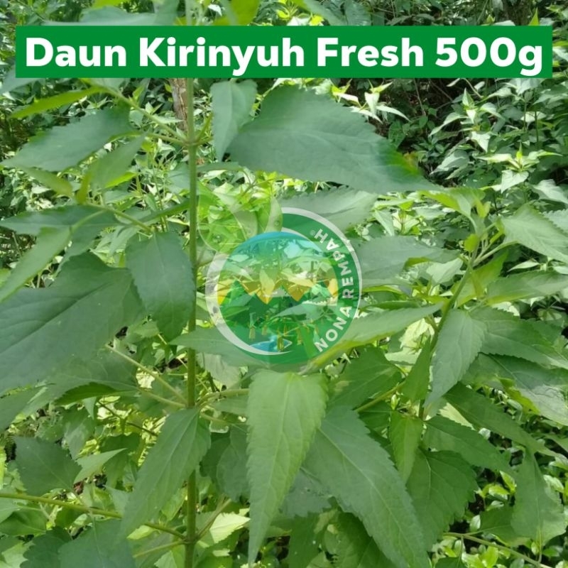 Jual Daun Kirinyuh Fresh 500g | Shopee Indonesia