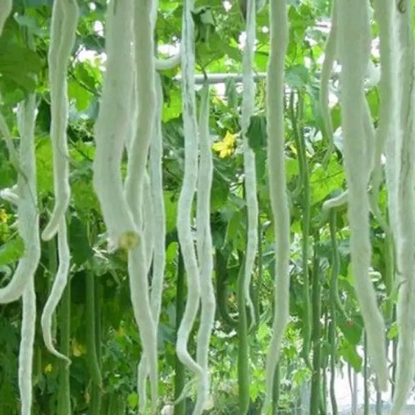 Jual Benih Sayur PARE BELUT - Paria Pare Ular - Trichosanthes anguina ...