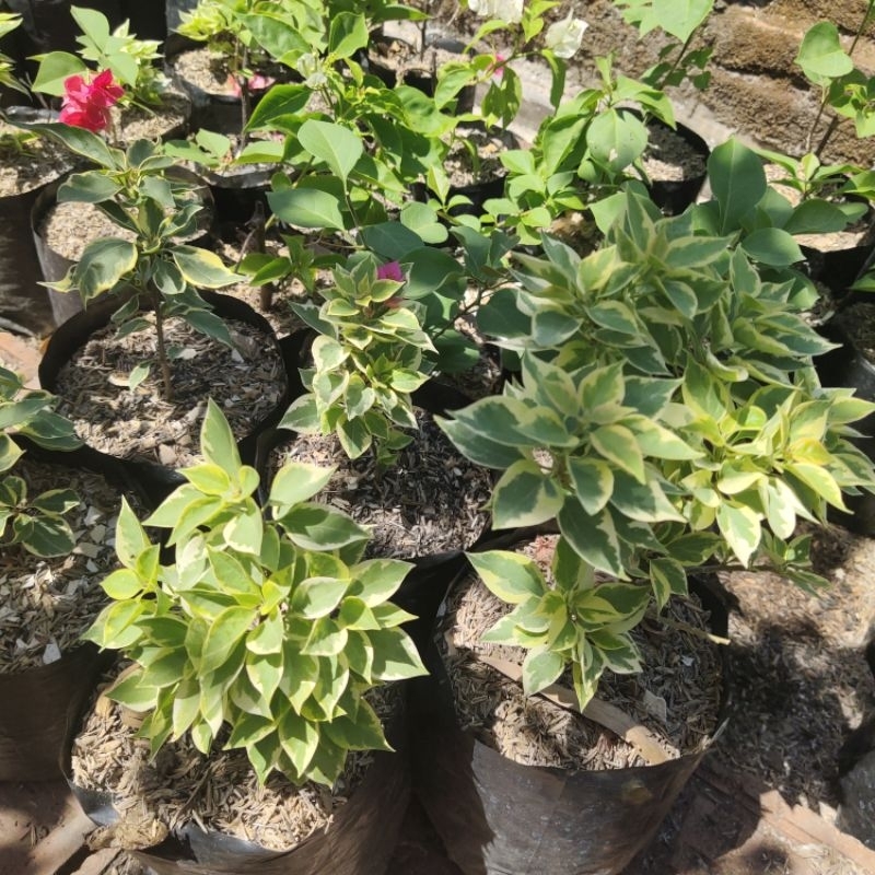 Jual Bibit bunga Bogenvil berbagai jenis ,Impor, Lokal,dll. | Shopee ...