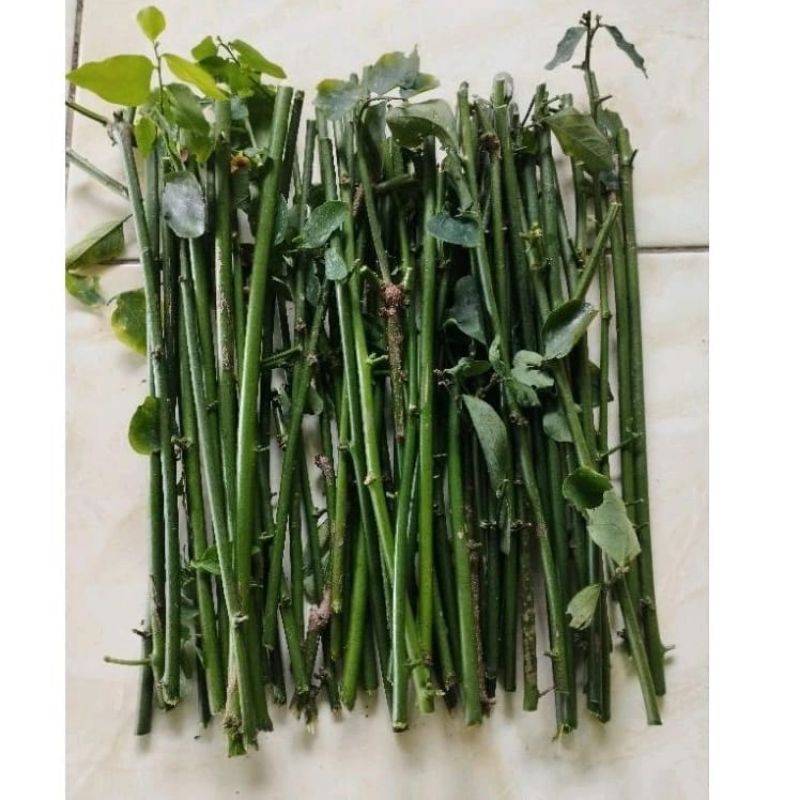 Jual Bibit Katuk Stek Cutting Pohon Katu Stekan Cuttingan Tanaman Daun ...