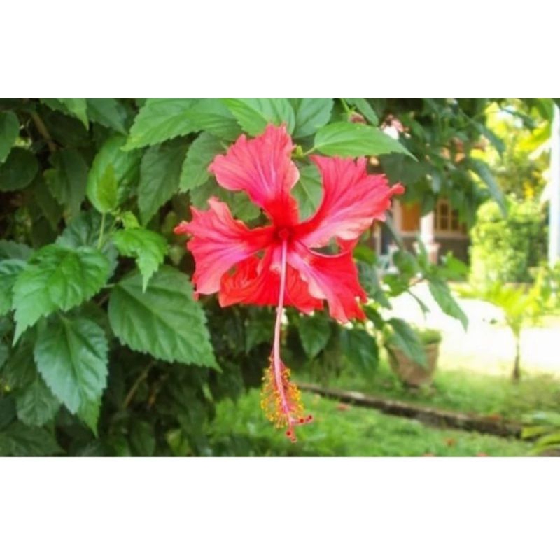 Jual daun bunga sepatu presh 100 gram | Shopee Indonesia