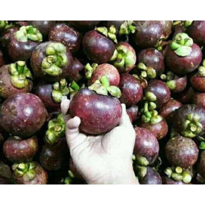 Jual Manggis Manis 1kg | Shopee Indonesia