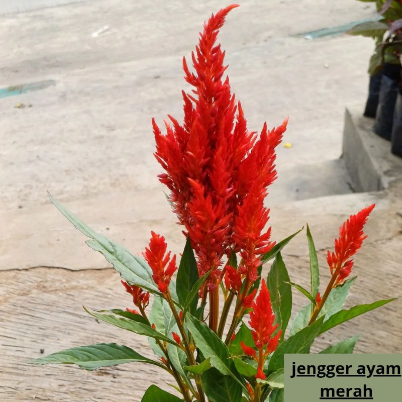 Jual TANAMAN BUNGA CELOSIA JENGGER AYAM WARNA MERAH | Shopee Indonesia