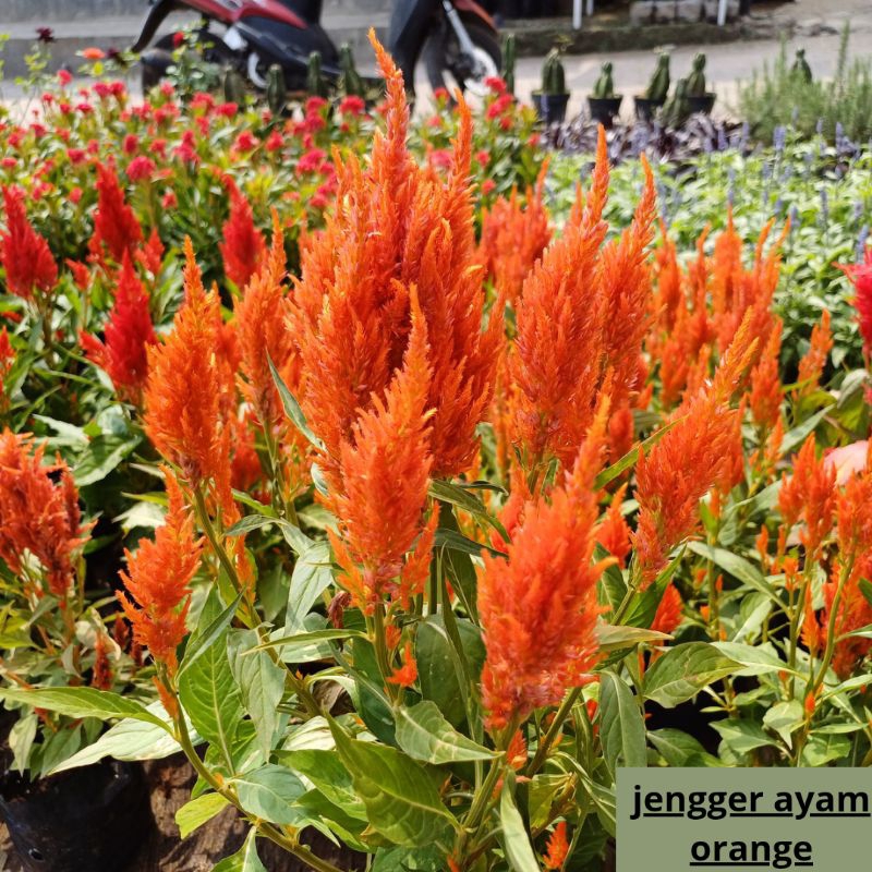 Jual TANAMAN BUNGA CELOSIA JENGGER AYAM WARNA ORANGE | Shopee Indonesia