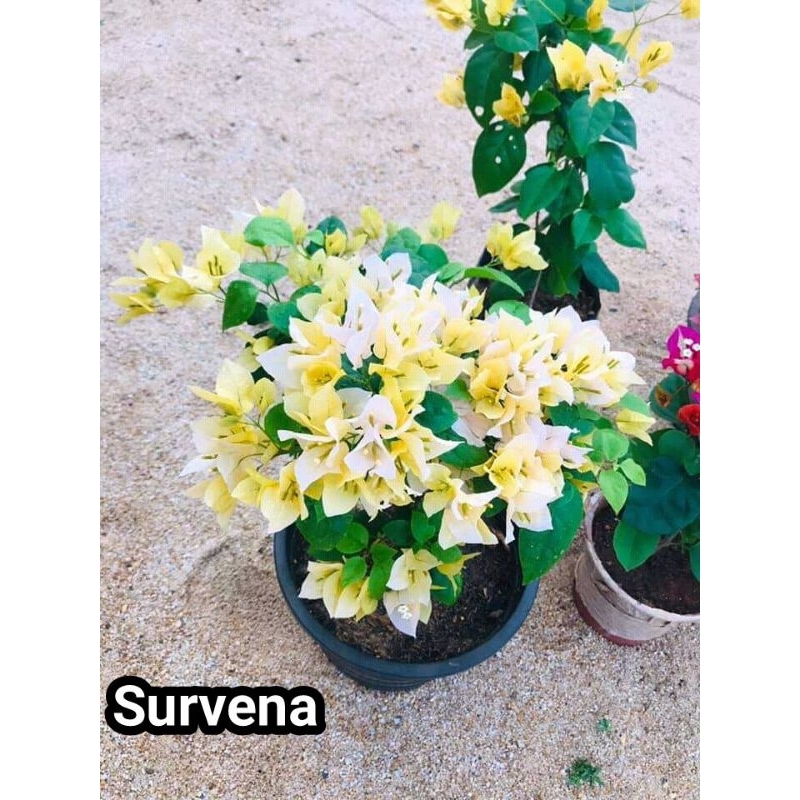 Jual Bougenville Survena Ori (Bibit) | Shopee Indonesia