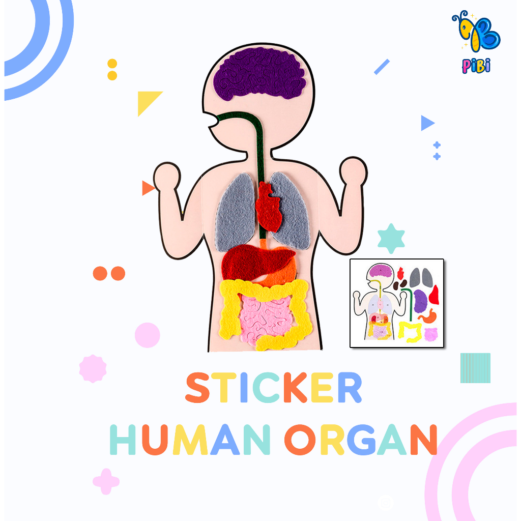 Jual PIBI - Sticker Human Organ / Sticker Organ Manusia / DIY Organ ...