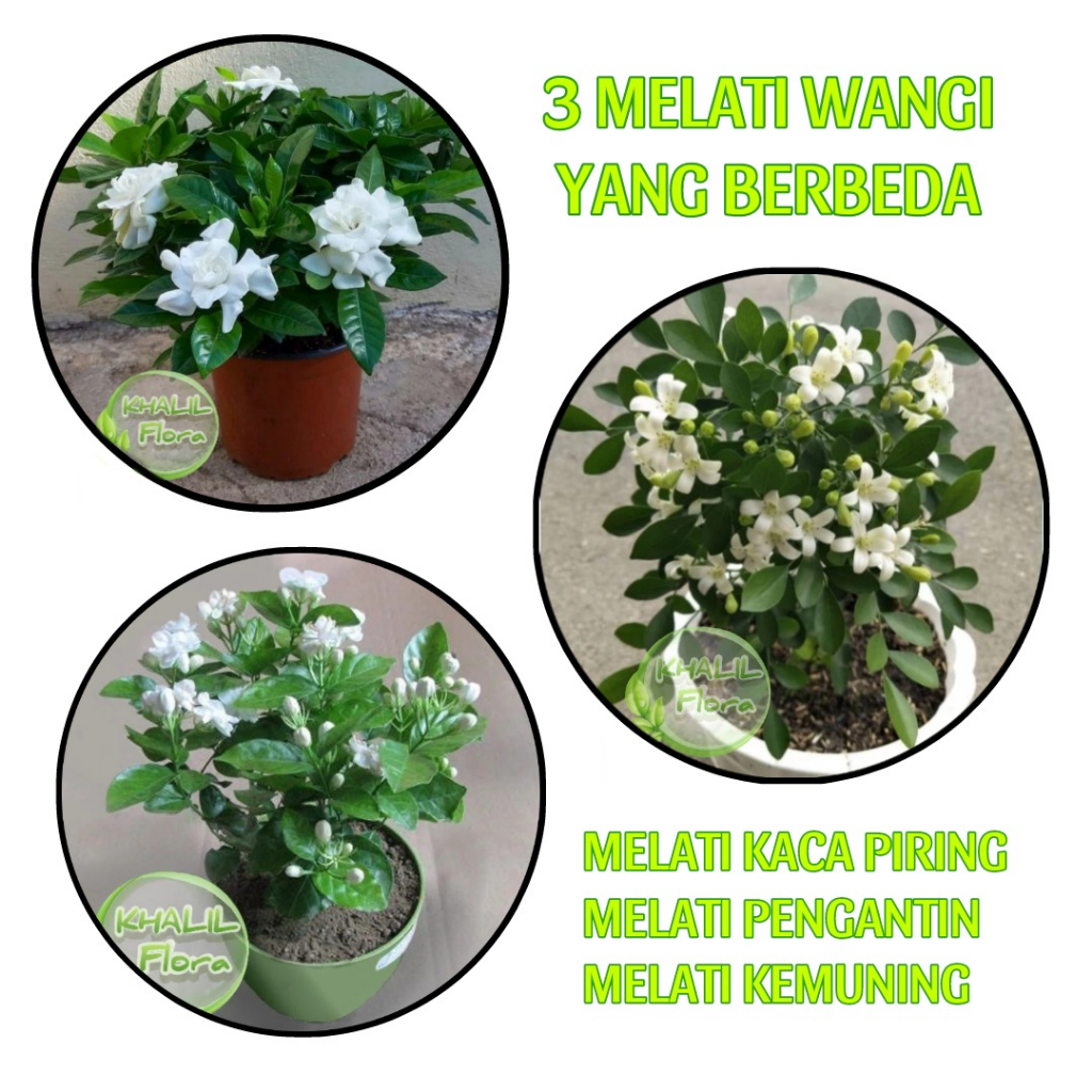 Jual Bunga Melati Super Wangi ( Paket 3 Jenis Wangi yang Berbeda ...