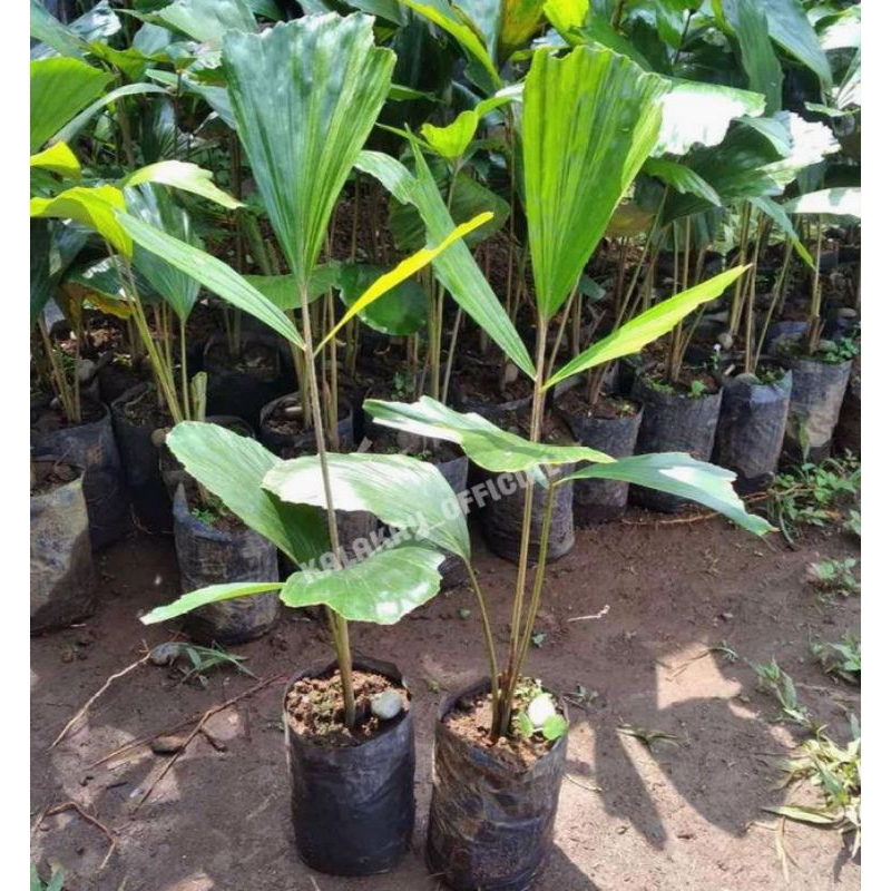 Jual Bibit Pohon Aren Kualitas Unggul, Bibit Pohon Nira Aren Penghasi ...