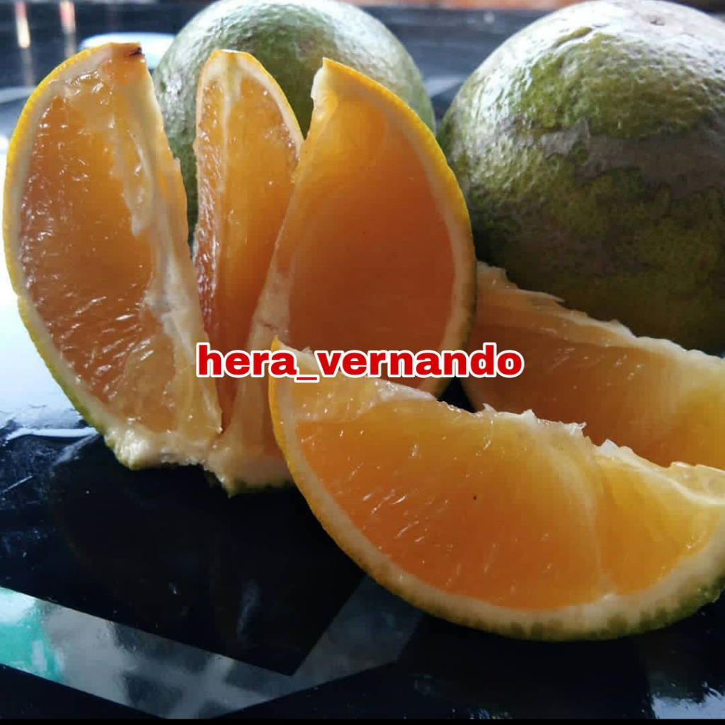 Jual Bibit Jeruk Baby Java Sudah Berbuah Banyak | Shopee Indonesia
