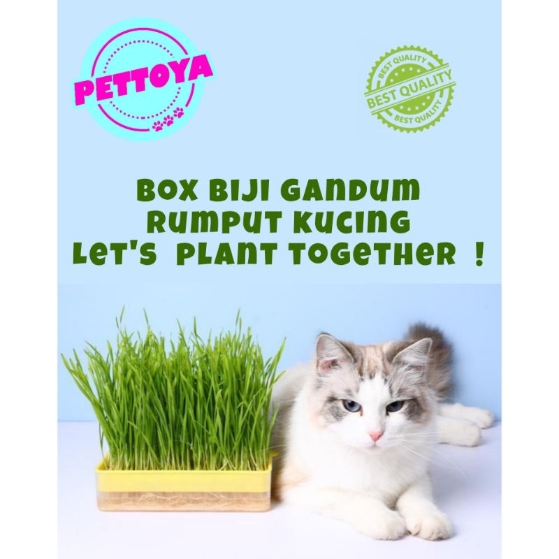 Jual BIJI GANDUM RUMPUT KUCING Benih Cat Grass Wheatgrass Wheat Grass ...