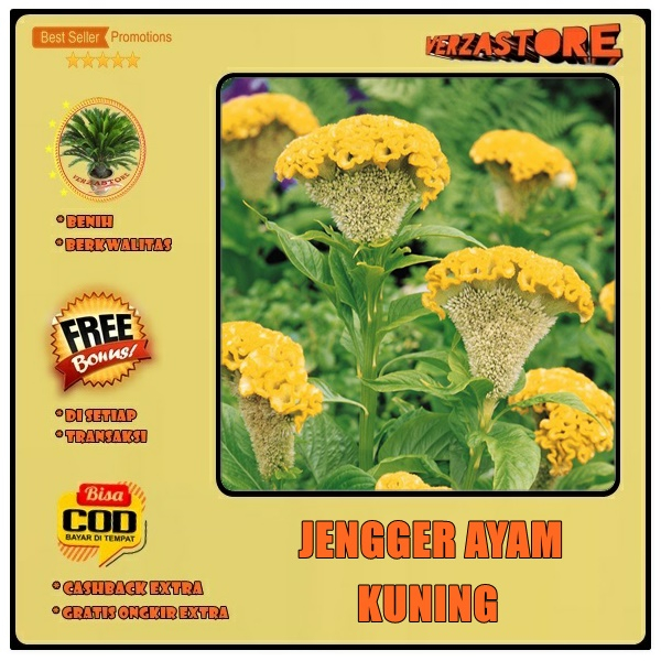 Jual biji benih bunga jengger cenger ayam kuning /20 butir | Shopee ...