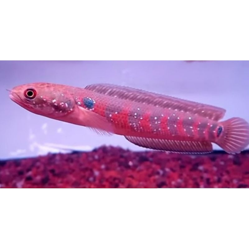 Jual Ikan Channa Asiatica Red Stripe Pure (RS) Ikan Gabus Hias Asiatica ... Jual Ikan Channa Asiatica Red Stripe Pure (RS) Ikan Gabus Hias Asiatica ...