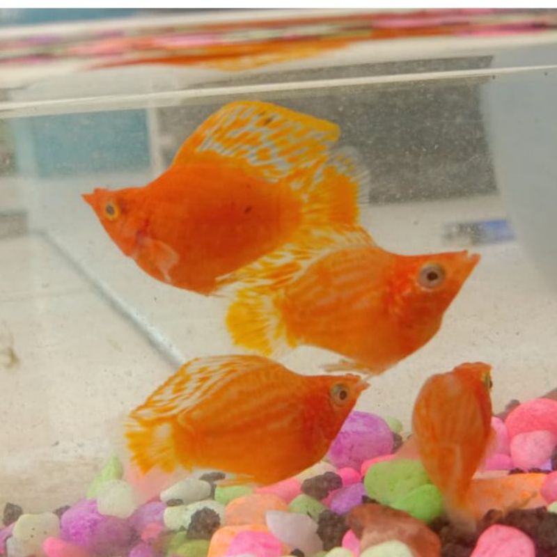 Jual Sunkist molly size 2,5-pengiriman instan bergaransi | Shopee Indonesia