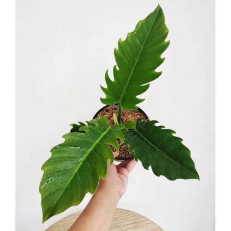 Jual Philodendron Green Saw / Philo Green Saw / Philo Caramel Green ...