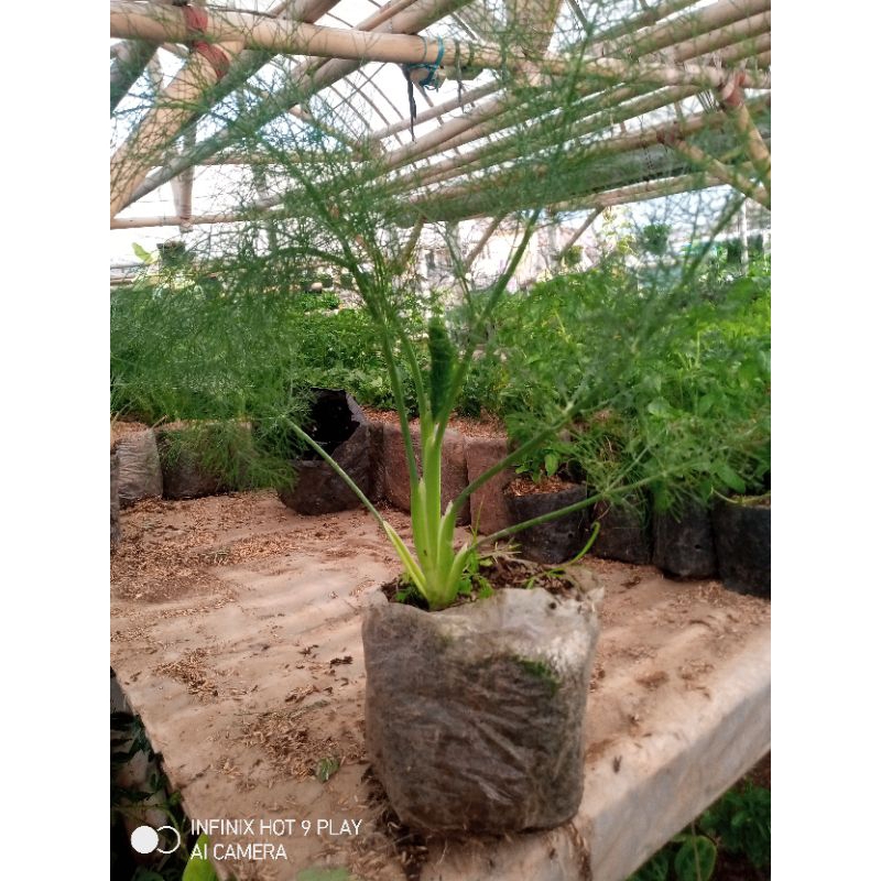 Jual tanaman herbal bumbu daun adas/teh chamomel//kamomel/chamomel ...
