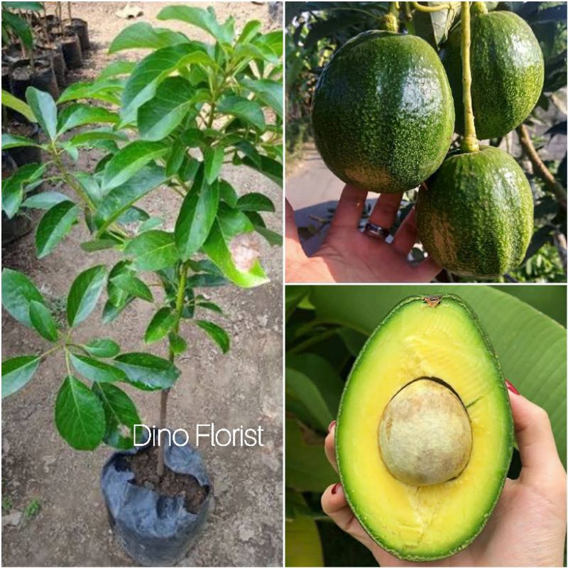 Jual Bibit Tanaman Buah Alpukat Markus / Kendil ( Grafting , Cepat ...