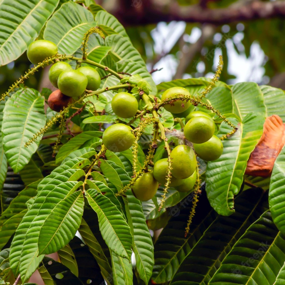 Jual BIBIT MATOA SUPER | Shopee Indonesia