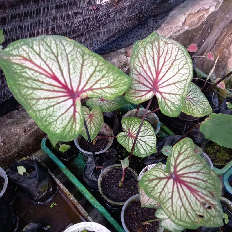 Jual caladium/ keladi srikandi | Shopee Indonesia