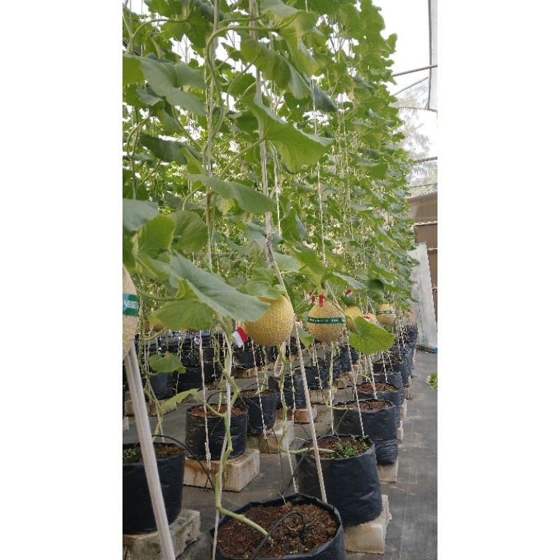 Jual Melon Inthanon | Shopee Indonesia