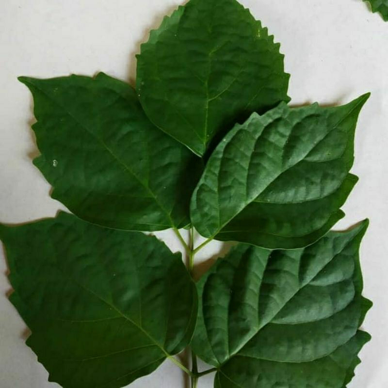 Jual Daun Lanang Segar 1 Kg Bahan Ecoprint / Daun Bungli Segar / Daun ...