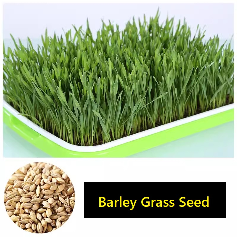 Jual Benih Rumput Kucing [Cat grass] Wheat / Black Wheat / Barley grass ...