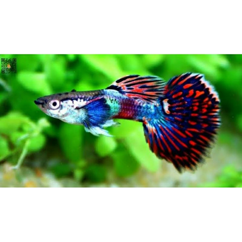 Jual ikan hias guppy dragon / ikan gupy tuxedo koi / ikan gapy rtd ...
