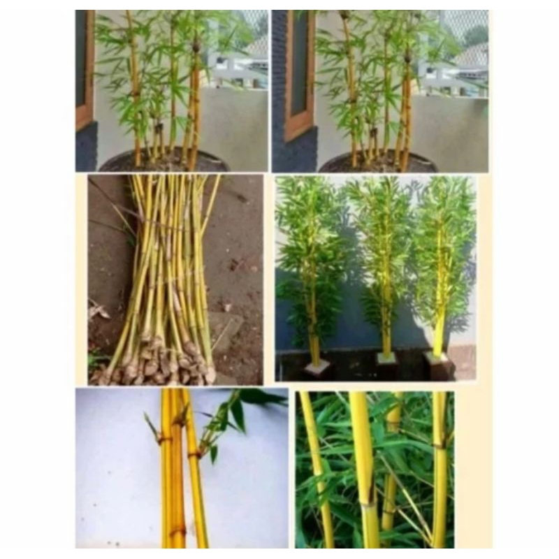 Jual bambu kuning inti|siap tanam | Shopee Indonesia