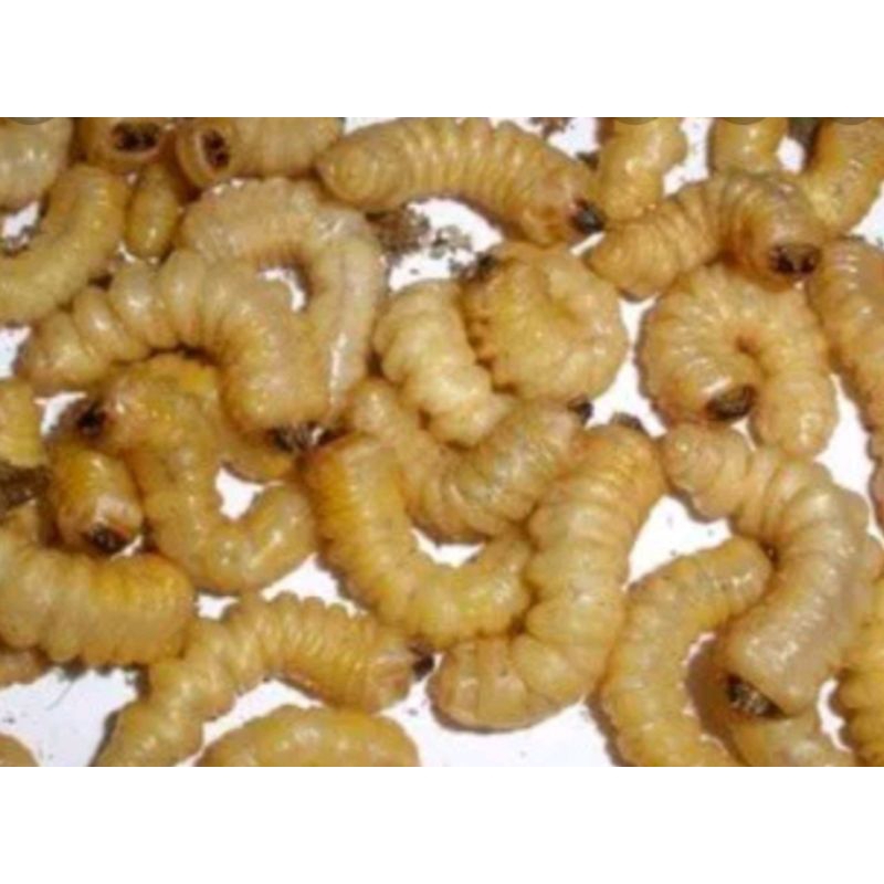 Jual ulat sengon ulat kayu | Shopee Indonesia