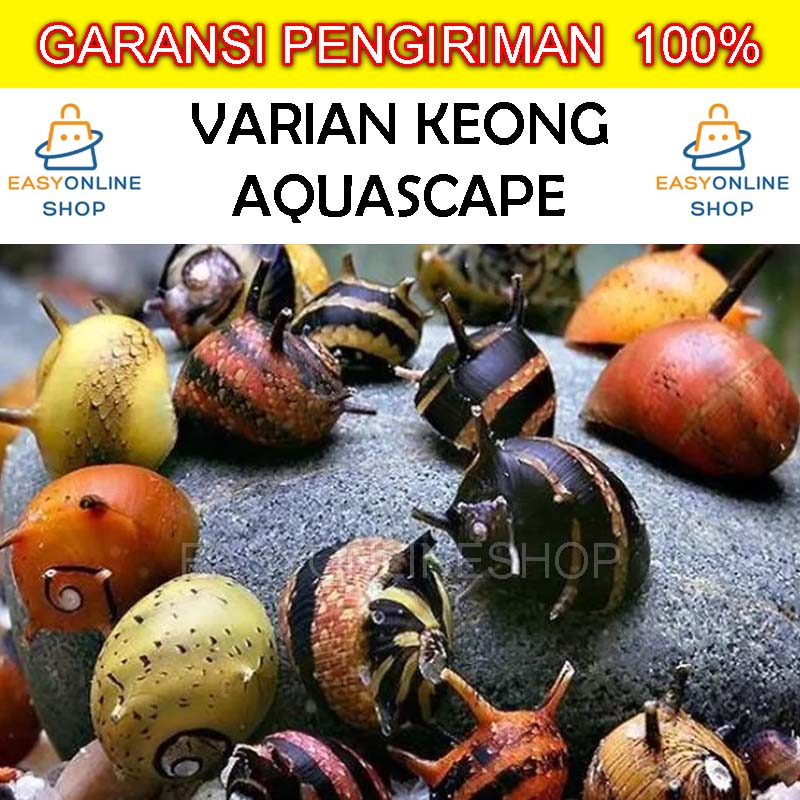 Jual Varian Keong Hias Aquascape Keong Pembasmi Hama Keong Aquascape ...