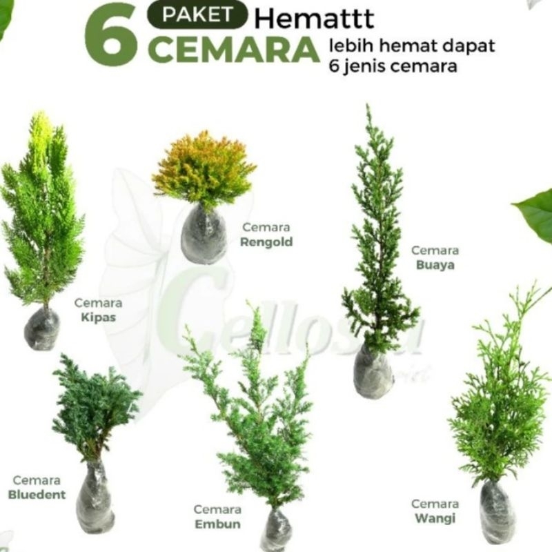 Jual paket hemat 6 macam jenis tanaman bunga cemara | Shopee Indonesia