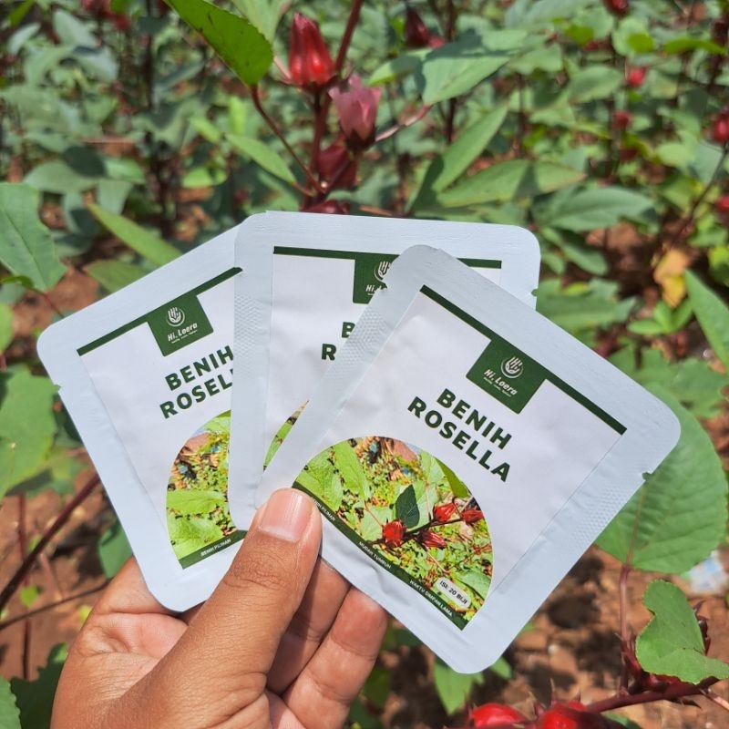 Jual Benih Biji Bunga Rosella Rosela Merah Ungu Premium Siap Tanam ...