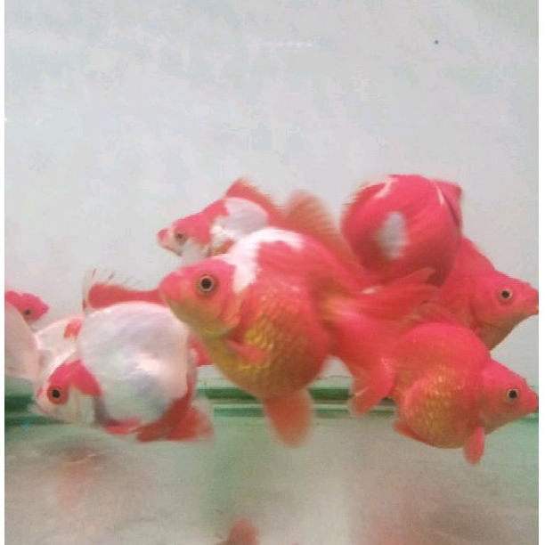 Jual Ikan Mas Koki Tossa / Ryukin Goldfish / Air Tawar / ikan hias ... Jual Ikan Mas Koki Tossa / Ryukin Goldfish / Air Tawar / ikan hias ...