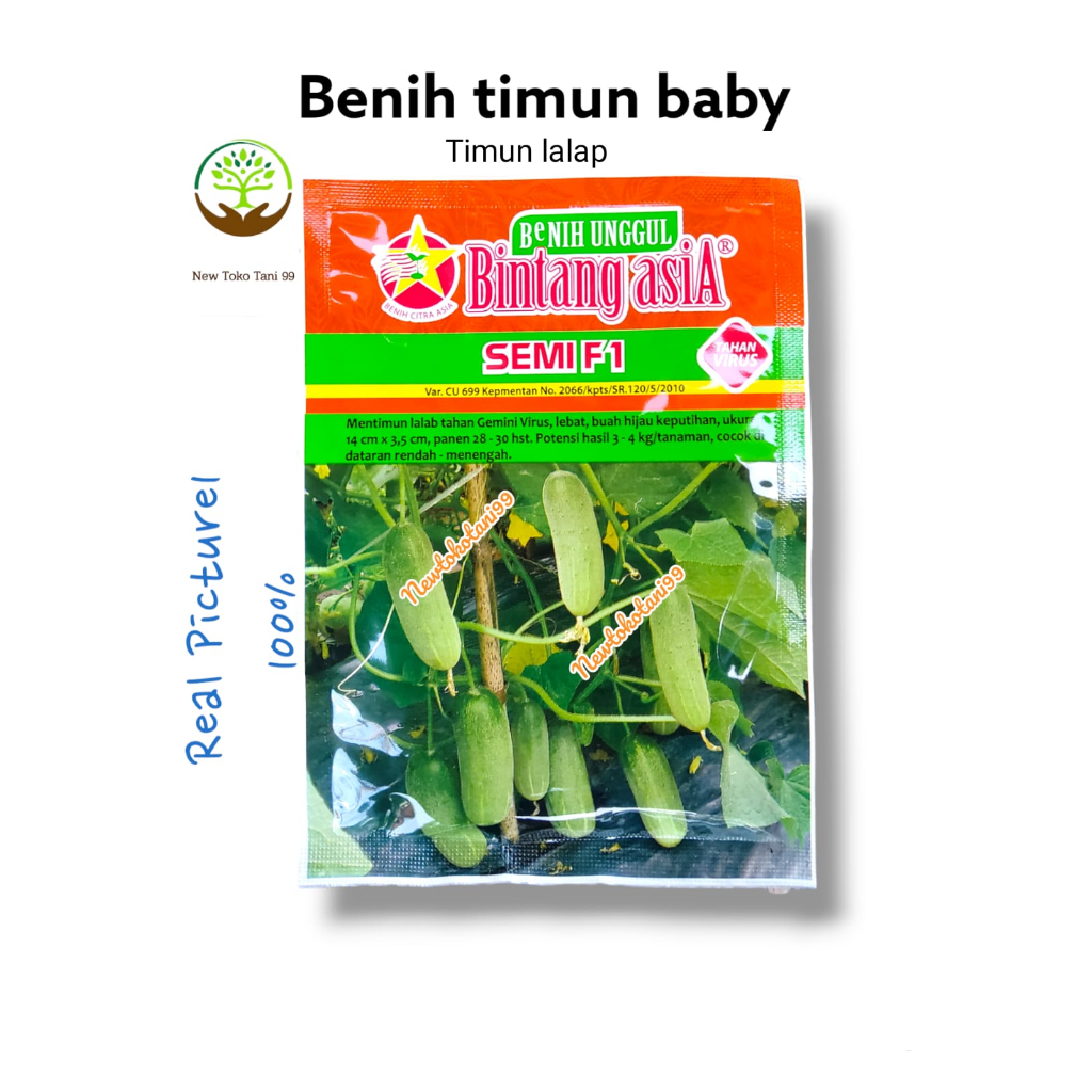 Jual Benih baby timun SEMI F1 20 gram ketimun hibrida mini cocok ...