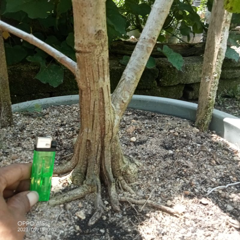 Jual waru wayang | Shopee Indonesia