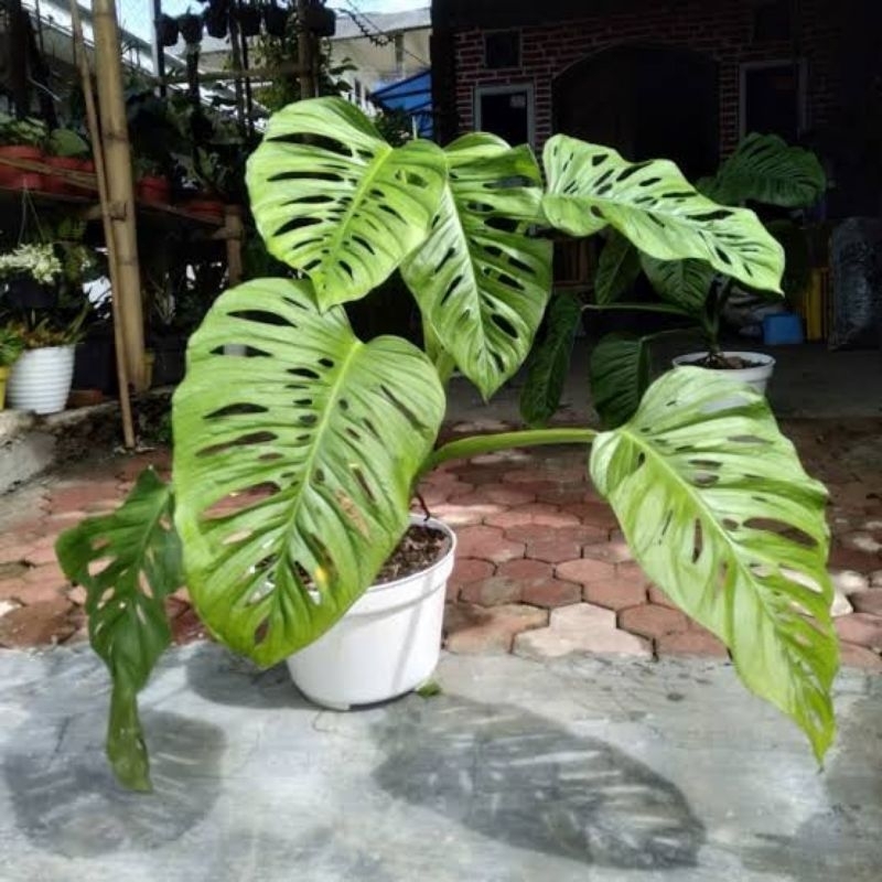 Jual Monstera Adansonii/Acuminata/Janda bolong jumbo (yang kita jual ...