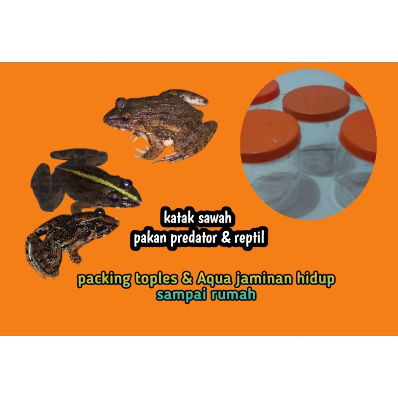 Jual katak sawah ukuran sedang isi 25 ekor pakan predator reptil ...