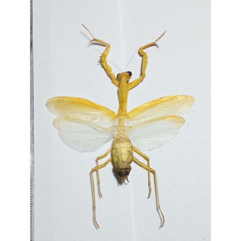 Jual AWETAN SERANGGA INSECT ASLI BELALANG CENCORANG KUNING | Shopee ...