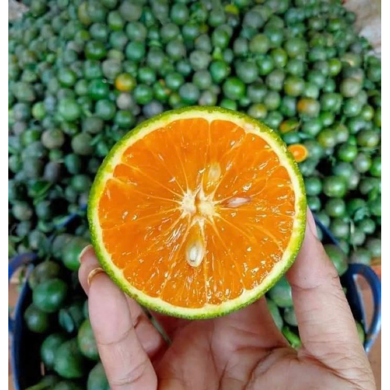 Jual Jeruk Peras jawa harga/1kg | Shopee Indonesia